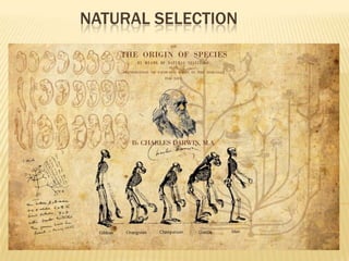 Natural selection tp | PPTX