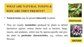 Natural Toxins In Food Plants (Phytotoxins).pptx