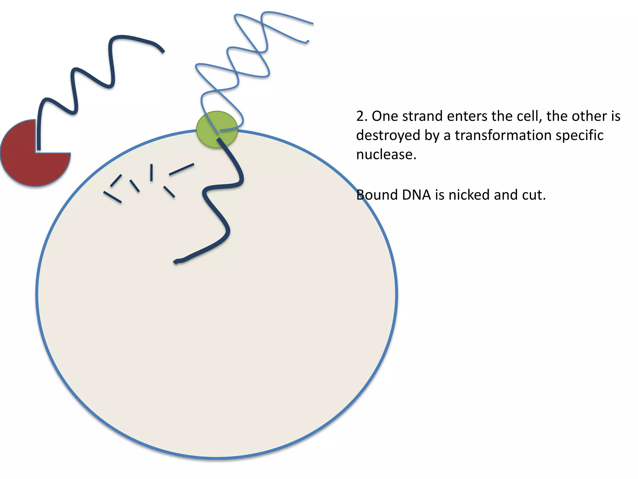 Natural Transformation Pptx Genetics Science
