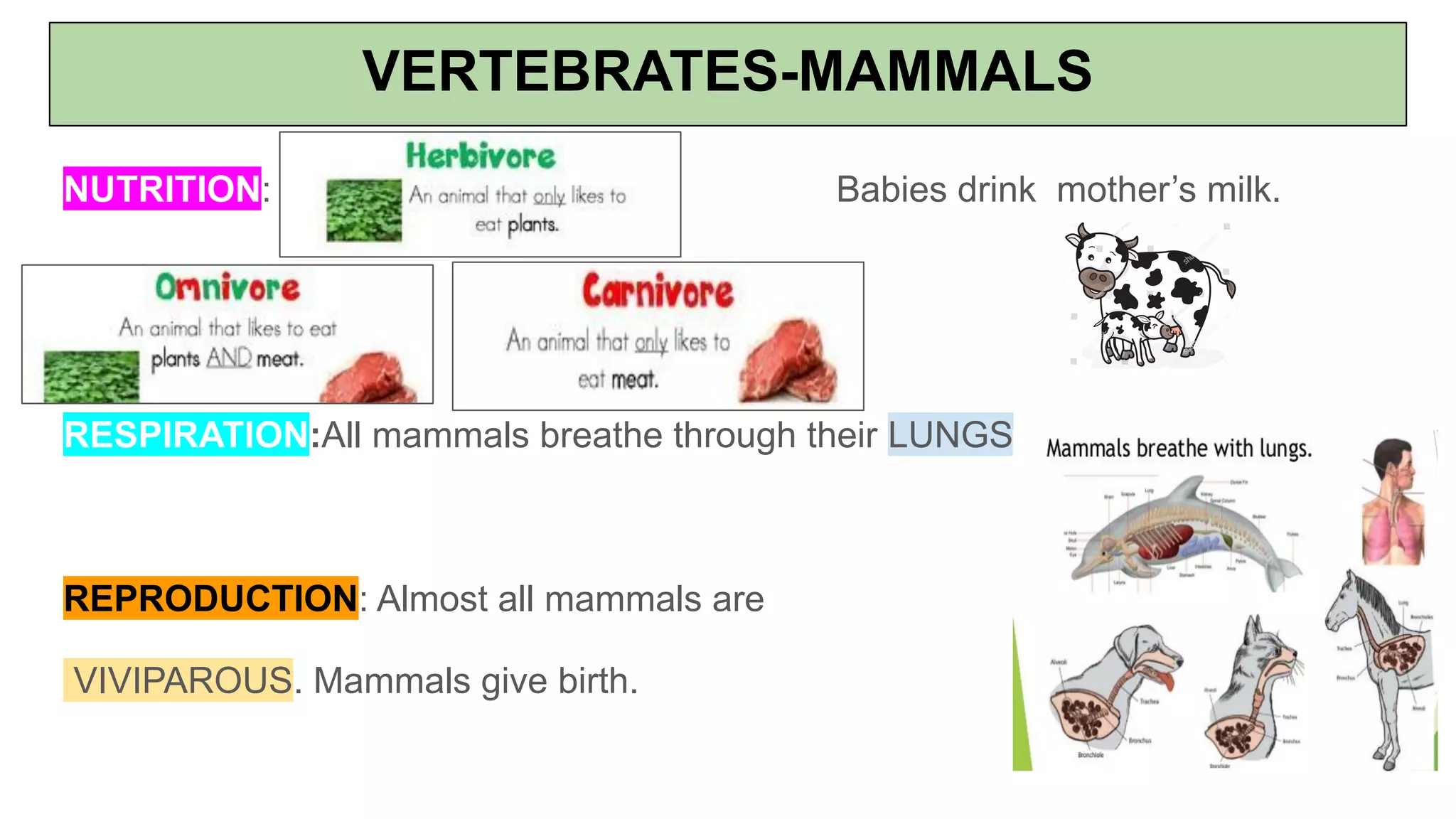 VERTEBRATES vs. INVERTEBRATES | PPT
