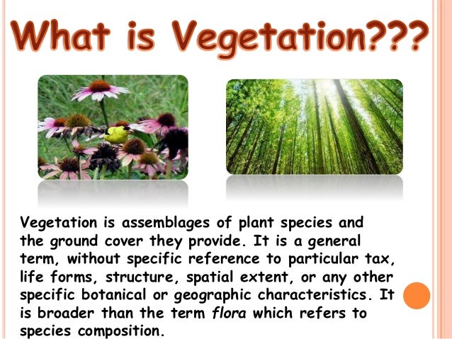 Natural vegetation