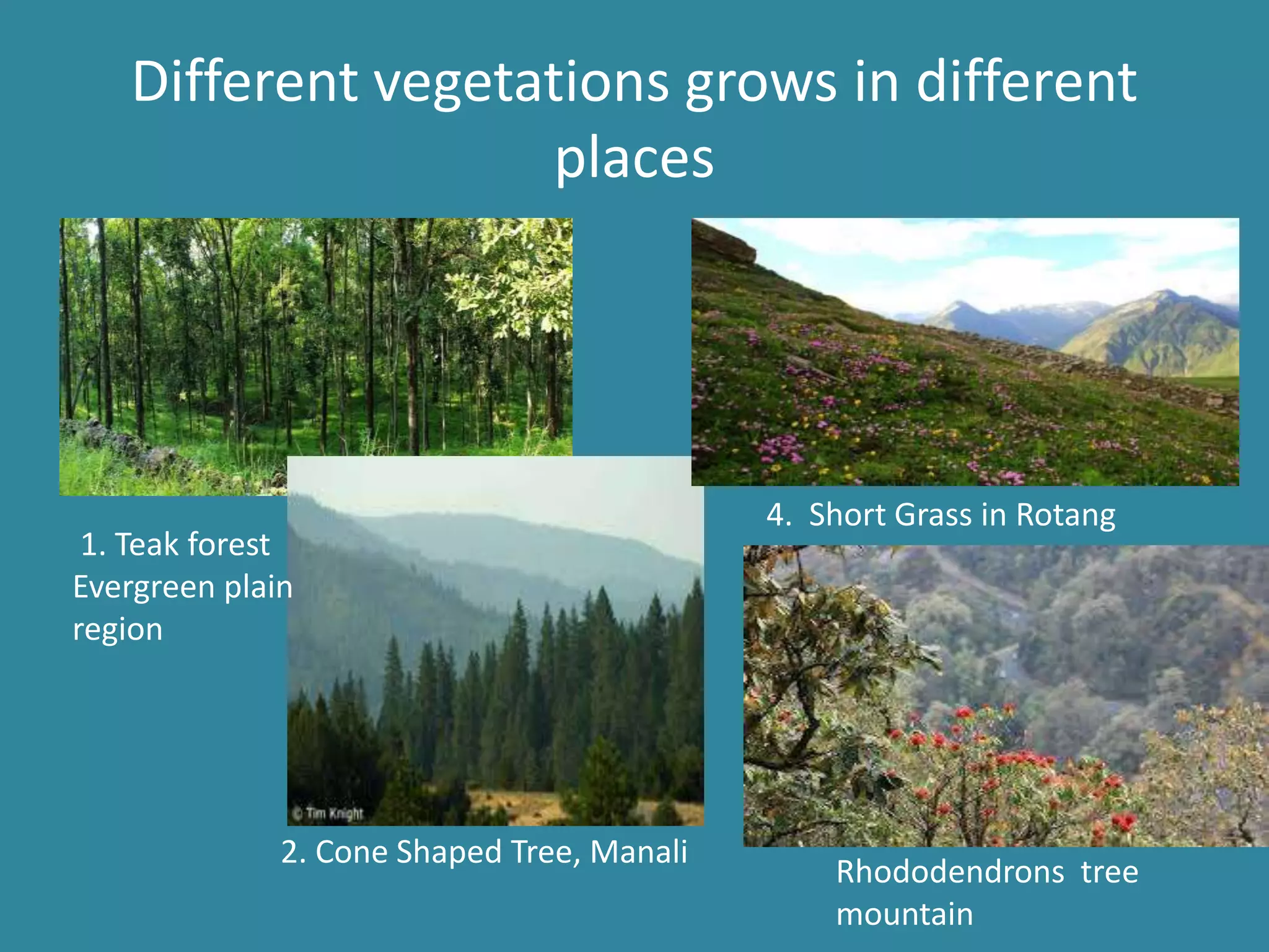 Natural vegetation | PPTX