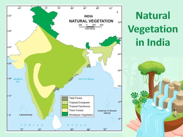 Types of Natural vegetation in India | PDF