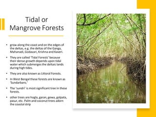 naturalvegetationanditstypesinindia-211229191930 (1).pptx | Geography ...