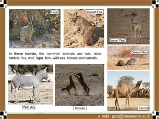 Natural vegetation and wildlife | PPSX