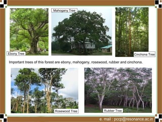 Natural vegetation and wildlife | PPSX