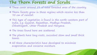 Tropical Thorn Forests And Scrubs