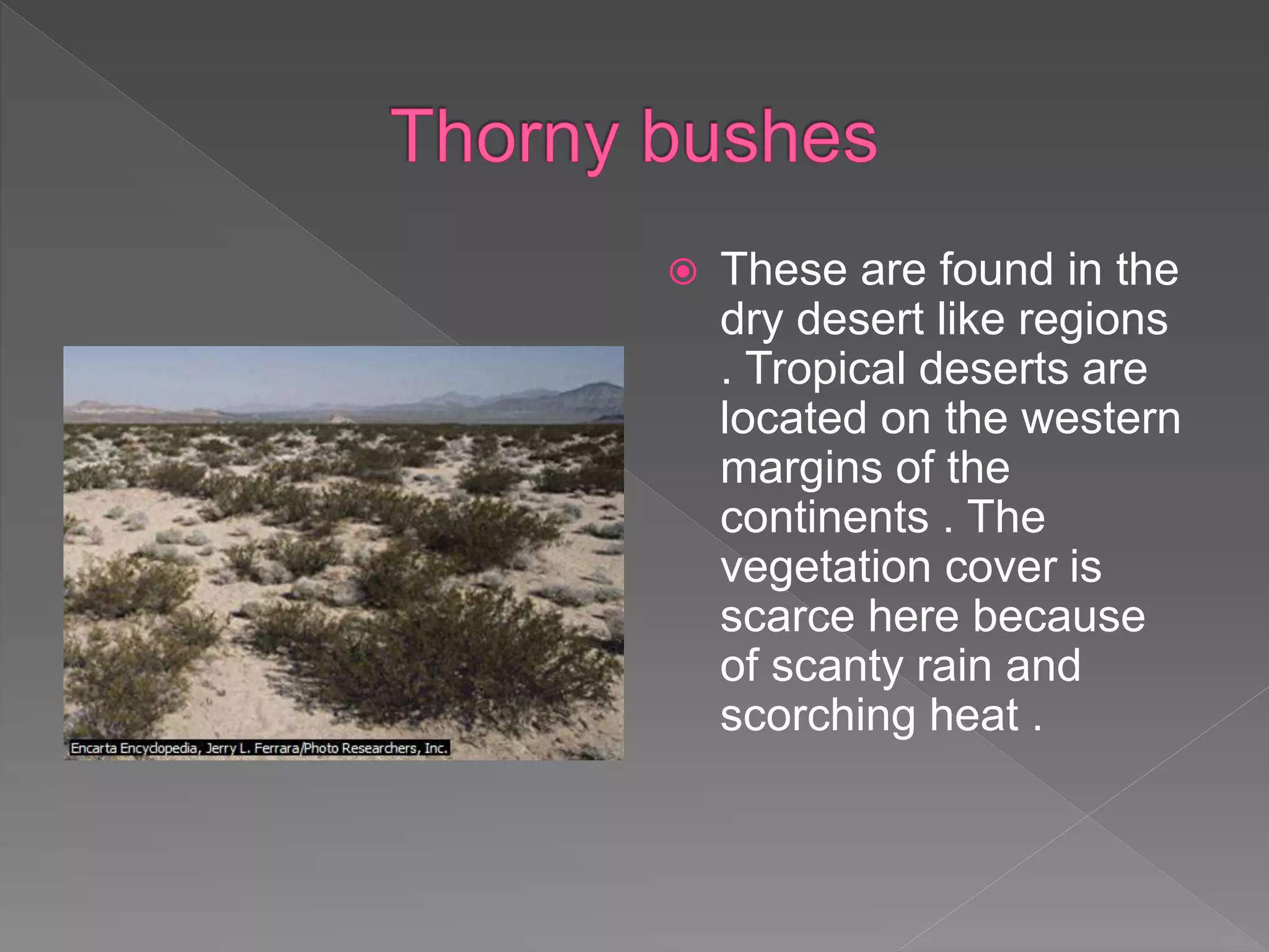Natural vegetation and wild life | PPTX | Geography | Science