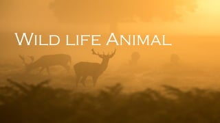 Natural vegetation and wild life | PDF