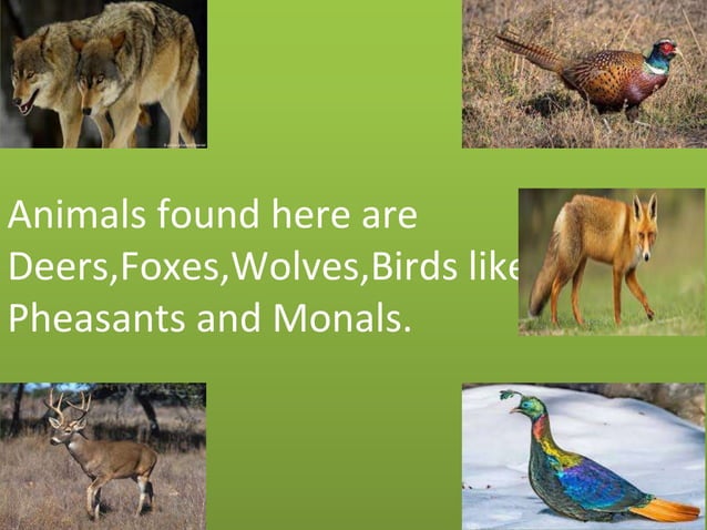 Natural vegetation and wildlife | PPT