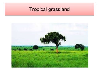 Natural vegetation and wildlife | PPT