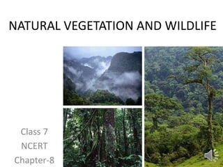 Equatorial Climate Vegetation