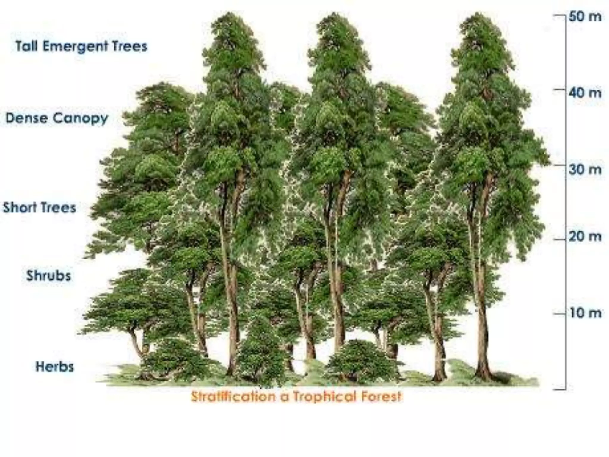 Natural vegetation and wild life 9th | PPTX