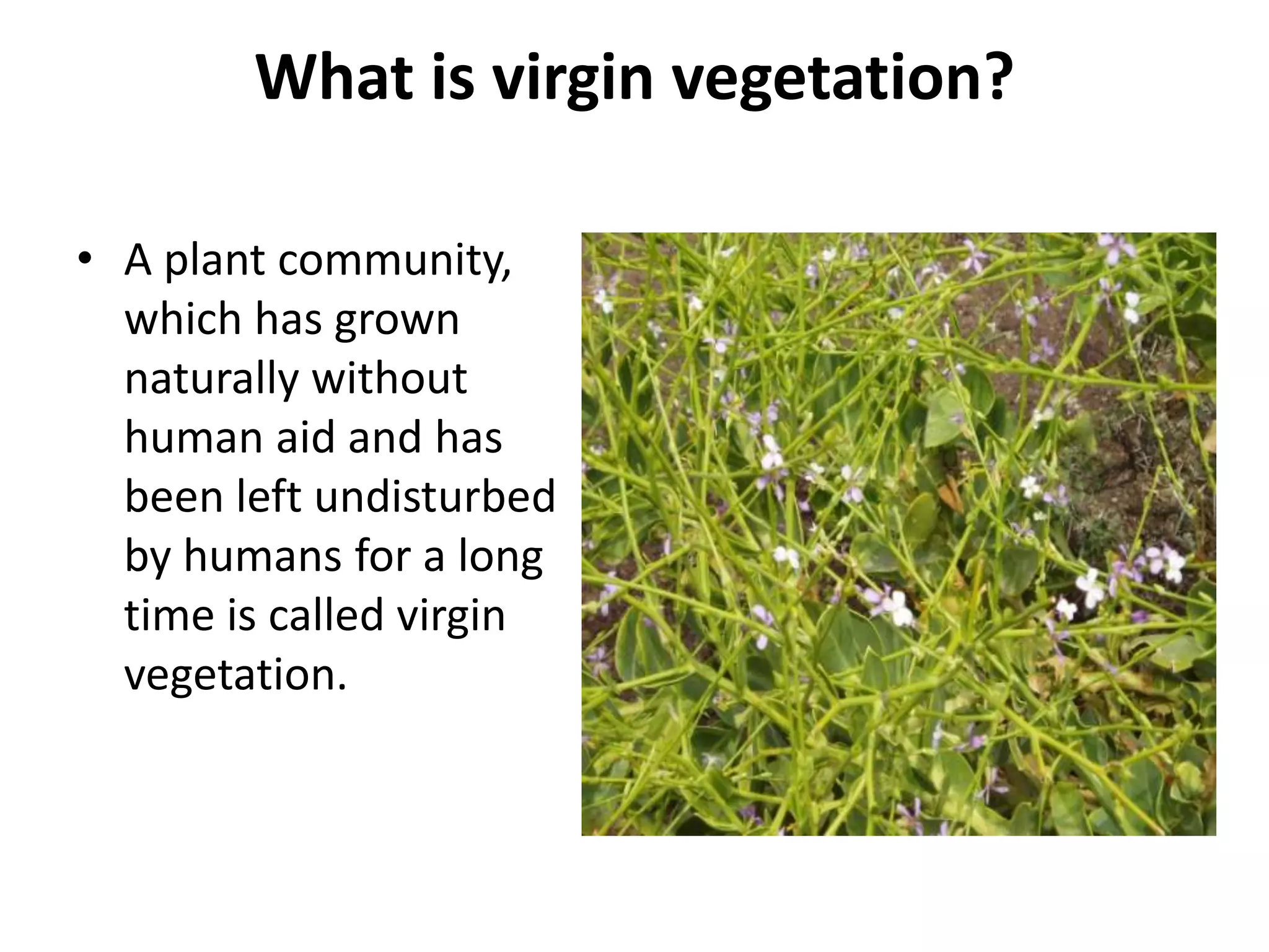 Natural vegetation and wild life 9th | PPTX