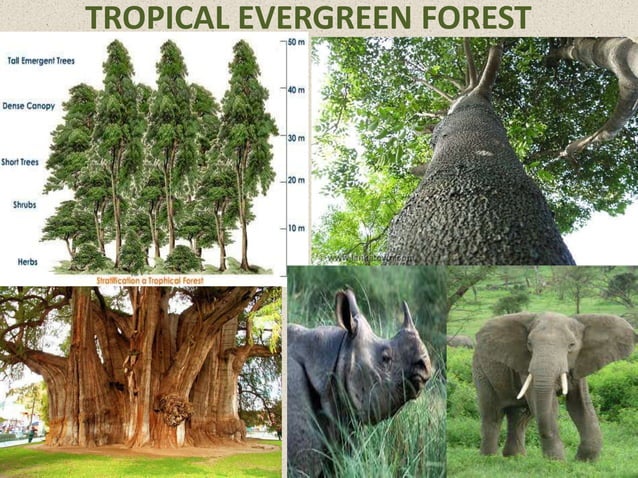 Natural vegetation and wild life 9th | PPTX