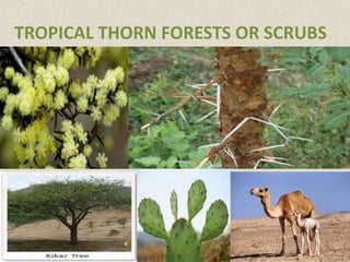 Tropical Thorn Forests And Scrubs