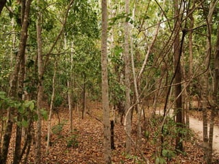 Natural vegetation and Wildlife | PPTX
