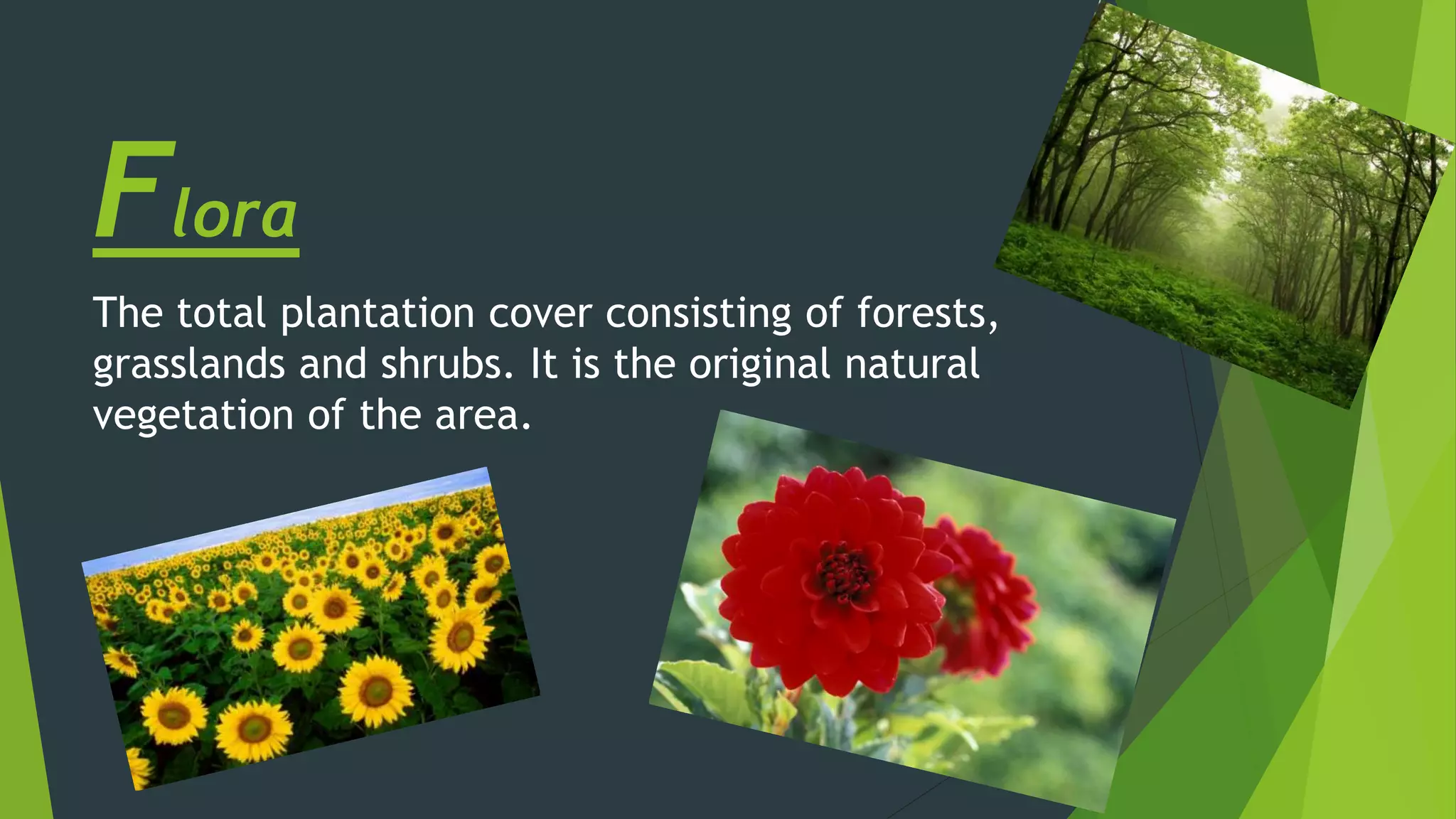 Natural vegetation and wildlife ppt | PPTX