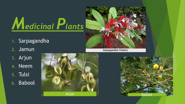 Natural vegetation and wildlife ppt | PPTX