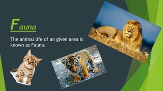 Natural vegetation and wildlife ppt | PPTX