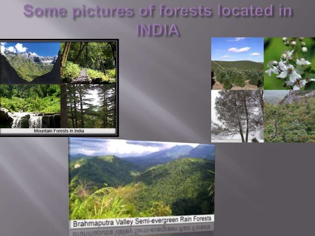 NATURAL VEGETATION AND WILDLIFE | PPTX | Zoos & Aquariums | Attractions