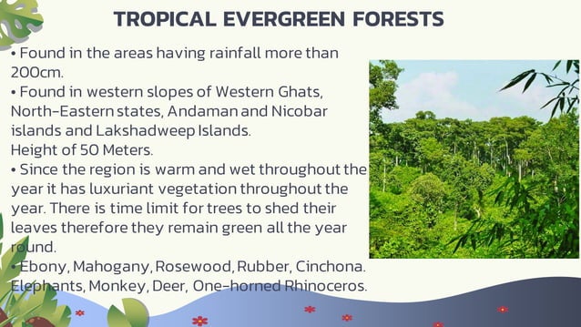 Natural Vegetation And Wild Life ppt.pdf | Geography | Science