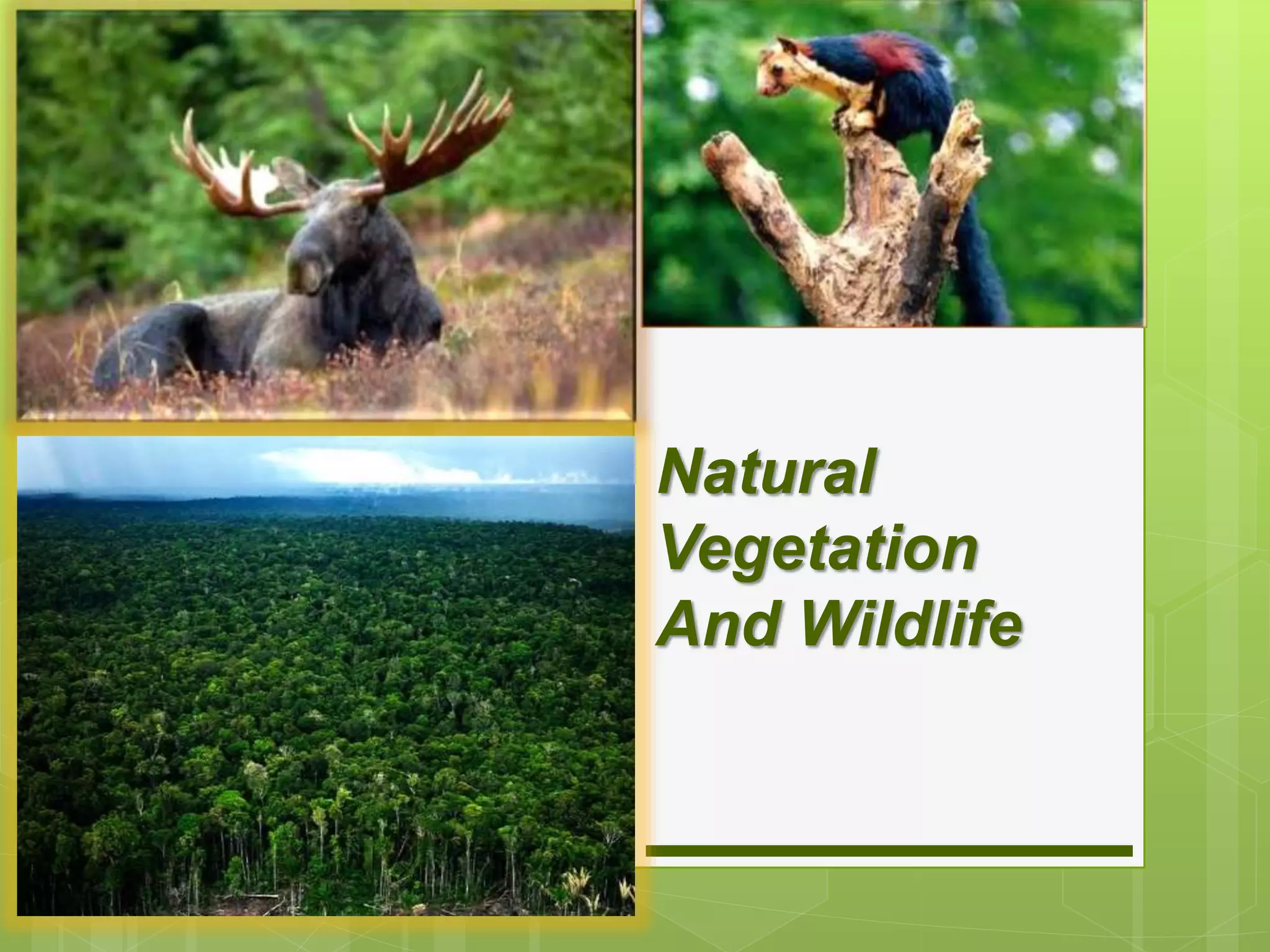 Natural vegetation and Wildlife - Class VIII | PPTX