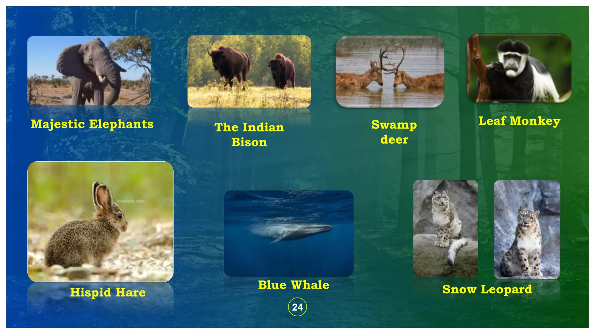 Natural vegetation & wild life | PPTX