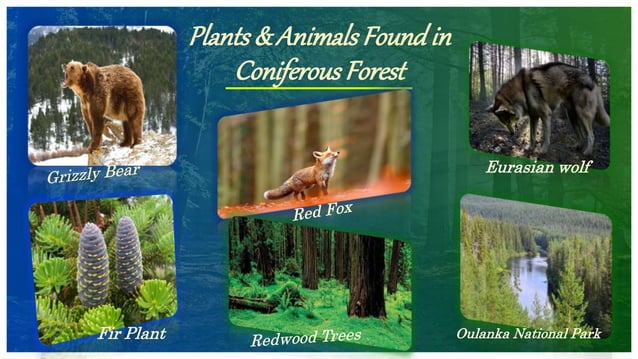 Natural vegetation & wild life | PPTX