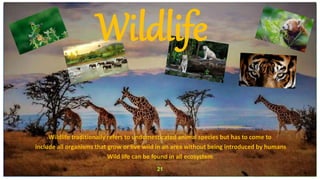 Natural vegetation & wild life | PPTX
