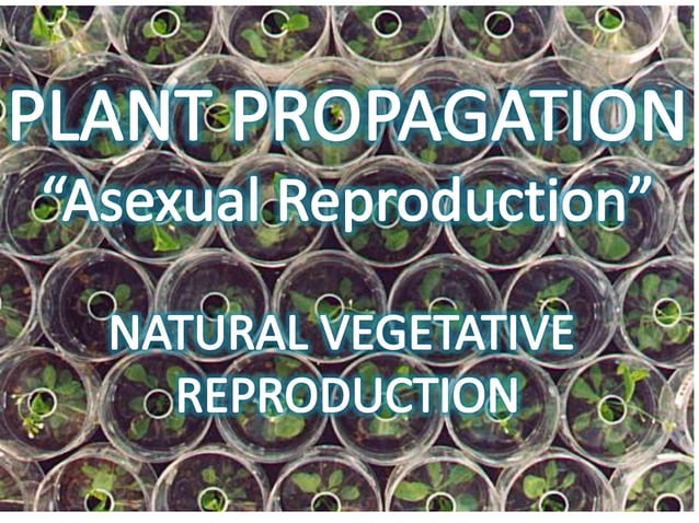 Natural vegetative reproduction | PPTX | Gardening | Home & Garden