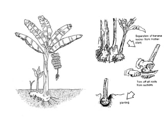 Natural vegetative reproduction | PPTX