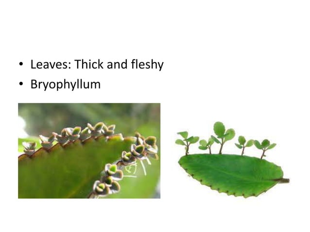Natural vegetative reproduction | PPTX | Gardening | Home & Garden