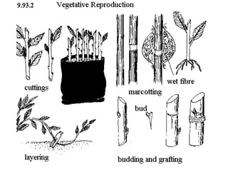 Natural vegetative reproduction | PPTX