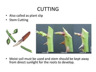 Natural vegetative reproduction | PPTX
