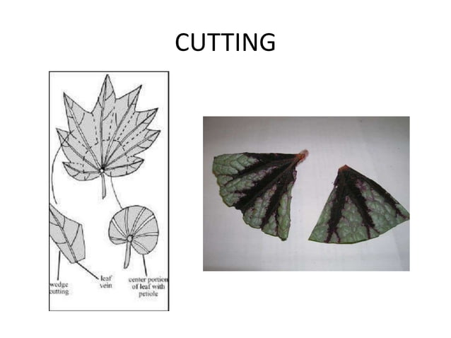 Natural vegetative reproduction | PPTX | Gardening | Home & Garden