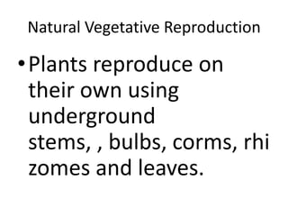 Natural vegetative reproduction | PPTX