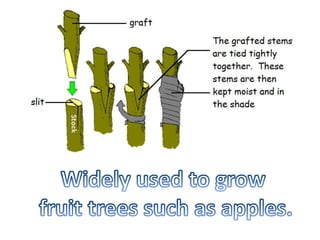 Natural vegetative reproduction | PPTX