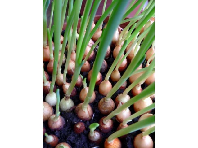 Natural vegetative reproduction | PPTX | Gardening | Home & Garden