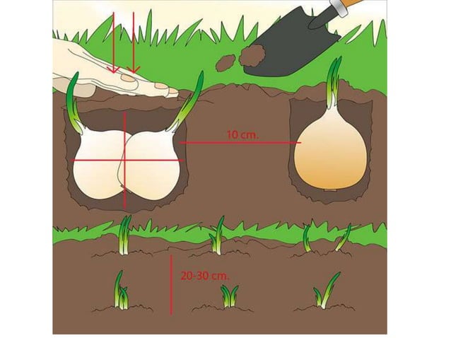 Natural vegetative reproduction | PPTX | Gardening | Home & Garden