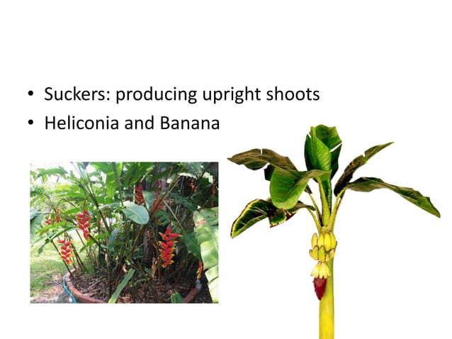 Natural vegetative reproduction | PPTX | Gardening | Home & Garden