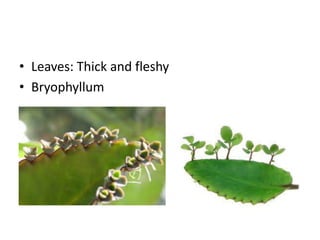 Vegetative Reproduction In Bryophyllum