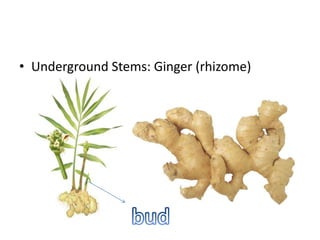 Vegetative Reproduction Of Ginger