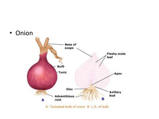 Vegetative Reproduction In Onion