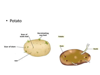 Vegetative Reproduction Potato