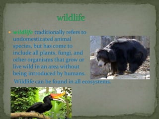 Natural vegitation and wildlife | PPTX