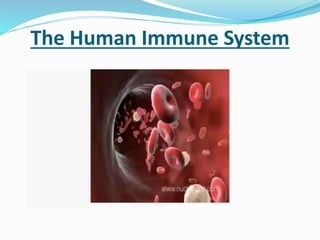 Natural Way To Strengthen the Immune System | PPTX