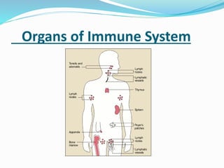 Natural Way To Strengthen the Immune System | PPTX