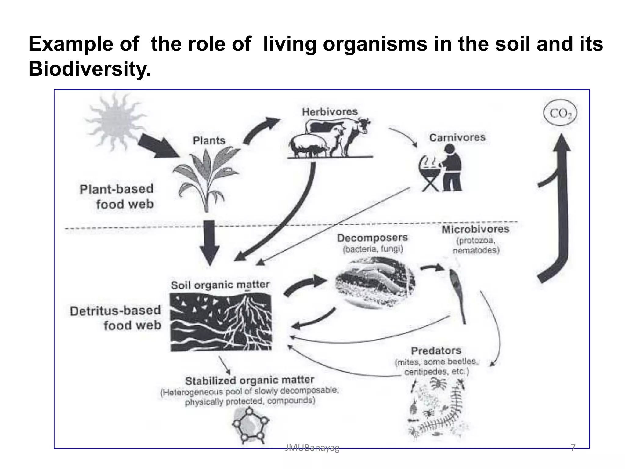 Organic Concoctions and Extracts | PDF