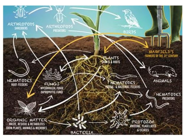Organic Concoctions and Extracts | PDF